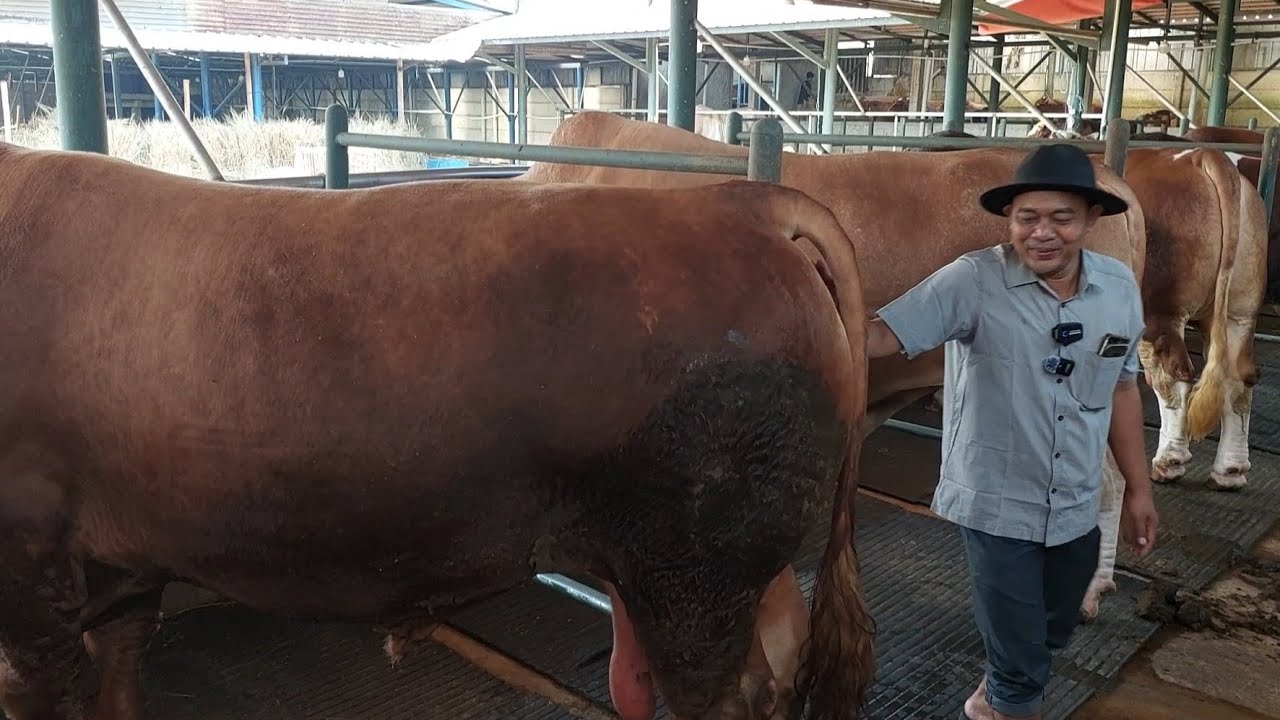 ROSSI 500 JUTA DAN 100EKOR SAPI 1 TON‼️🔥 - YouTube