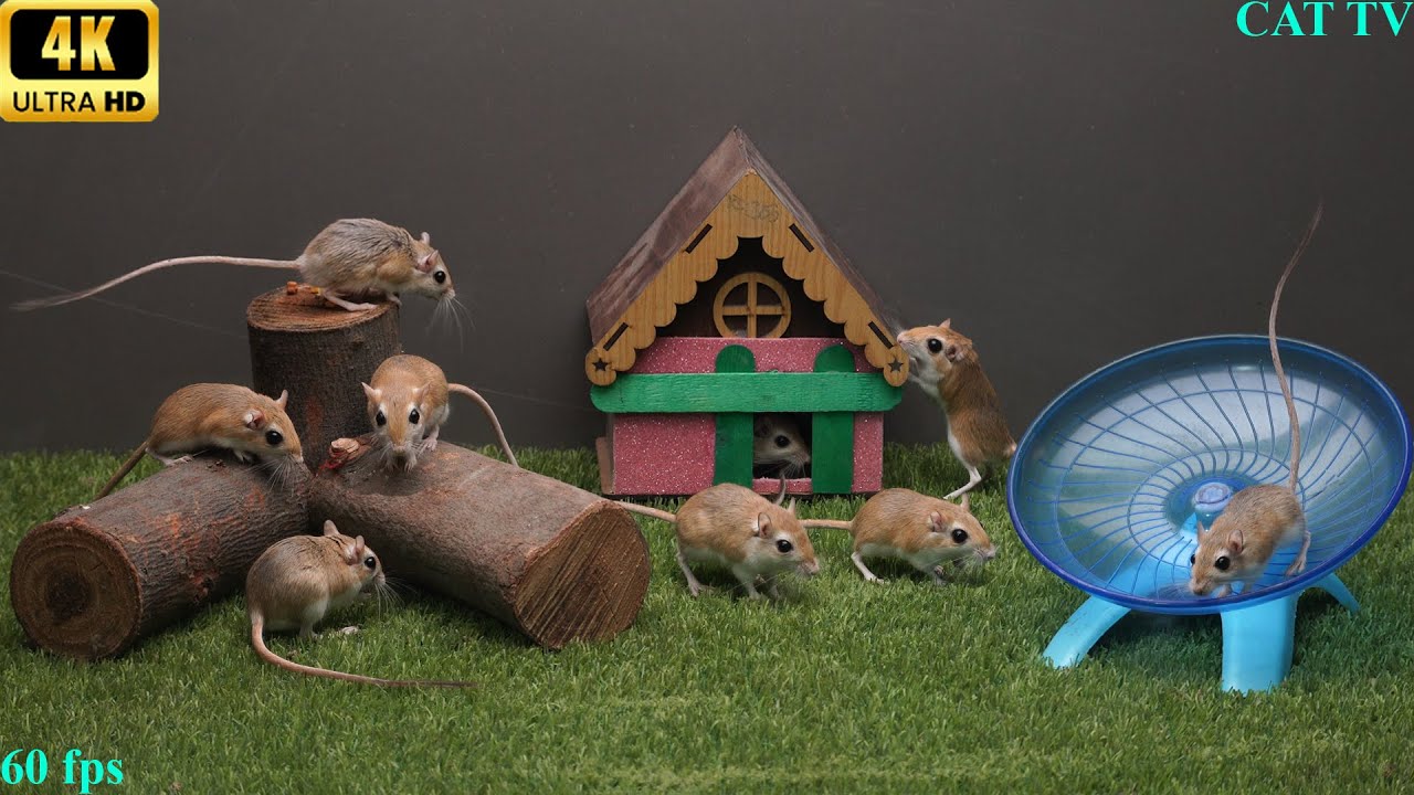 Cat TV Mice Hide and Seek in a Beautiful Home Playing on Wood | Mouse ...