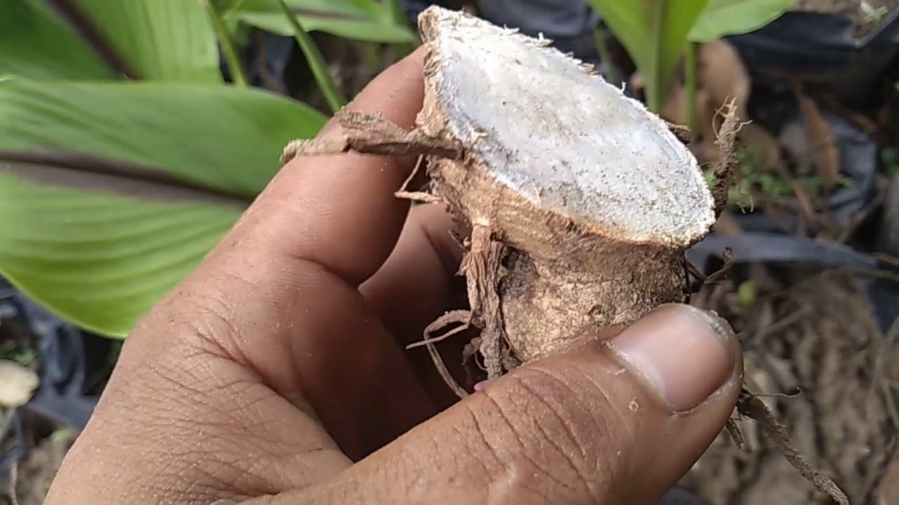 Selain obat cacing..Banyak khasiat lain dari Temu Hitam - YouTube