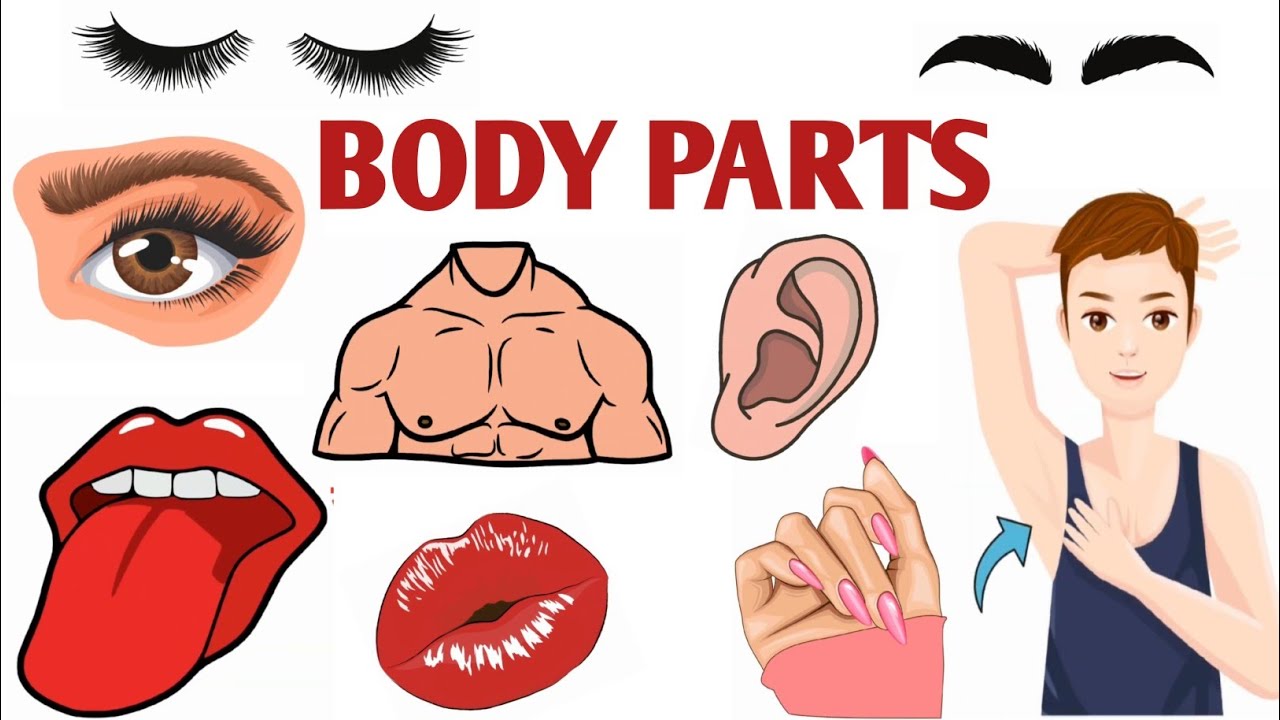 Learn Body Parts Hands, Eyes, Legs, Nose, Ears and many more | Body ...