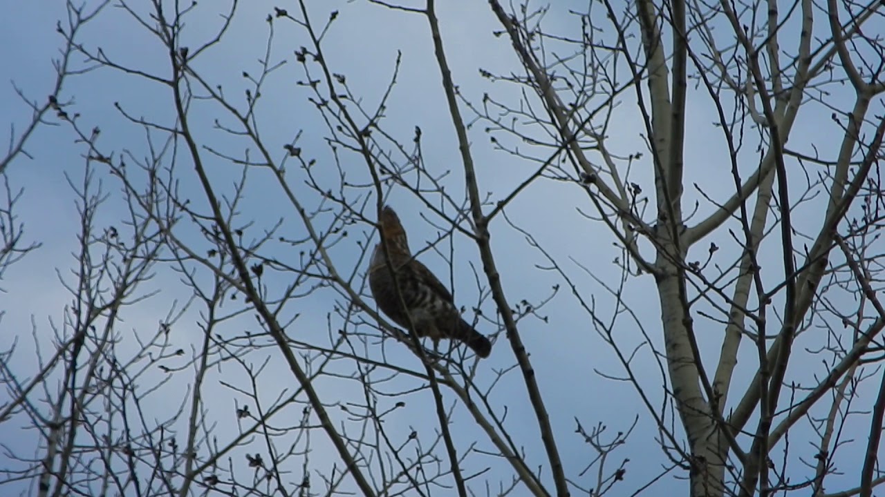 ruffed grouse eating - YouTube