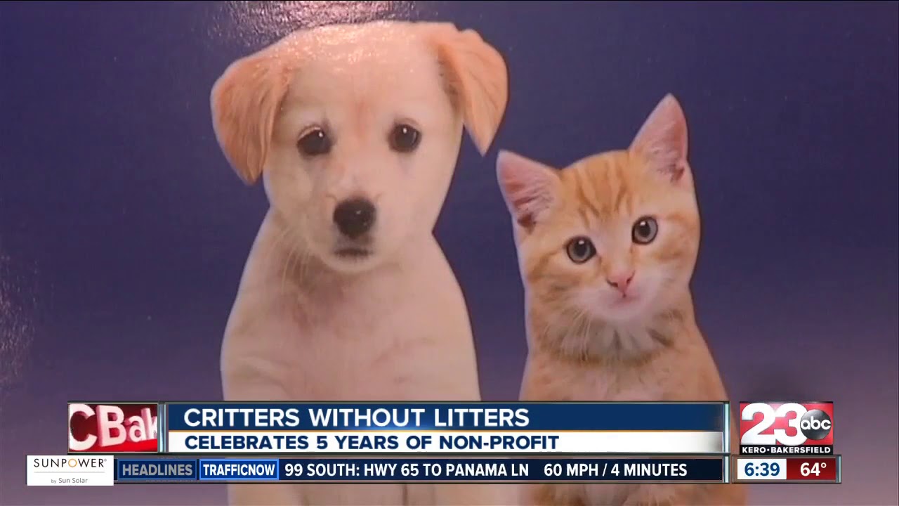 Critters Without Litters celebrates five years of the non-profit - YouTube