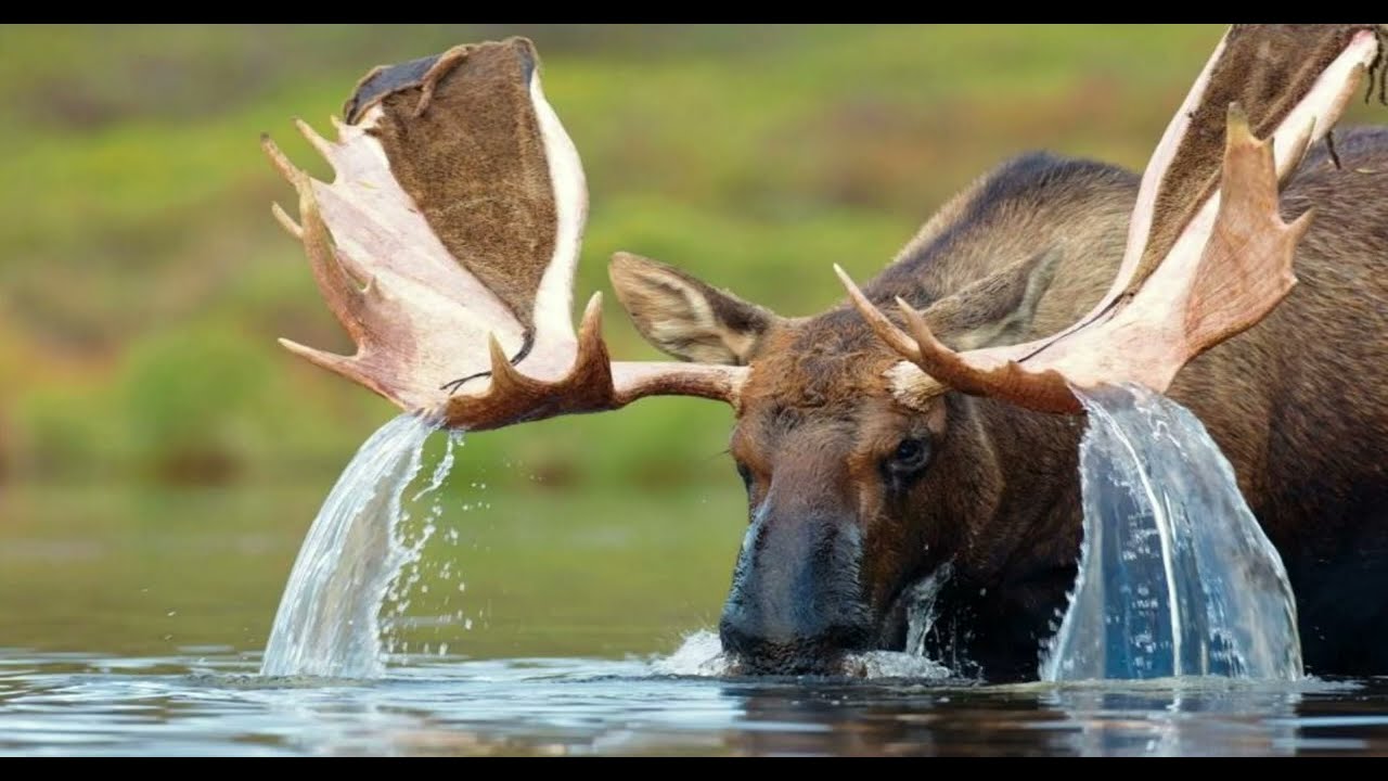 EL ALCE, Documental de los alces, alces curiosidades - YouTube