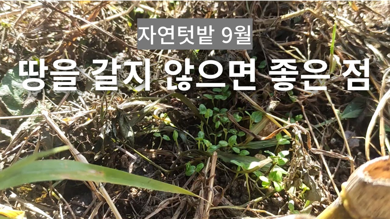 열평텃밭10 약안치고 가을무 재배하기 참외 땅콩 섞어짓기 시금치 아욱 등 가을씨앗 파종하기자연텃밭 9월