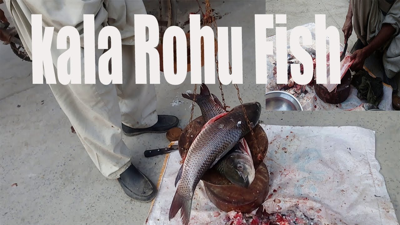 Kala Rohu Fish | Machli | Labeo rohita Fish - YouTube
