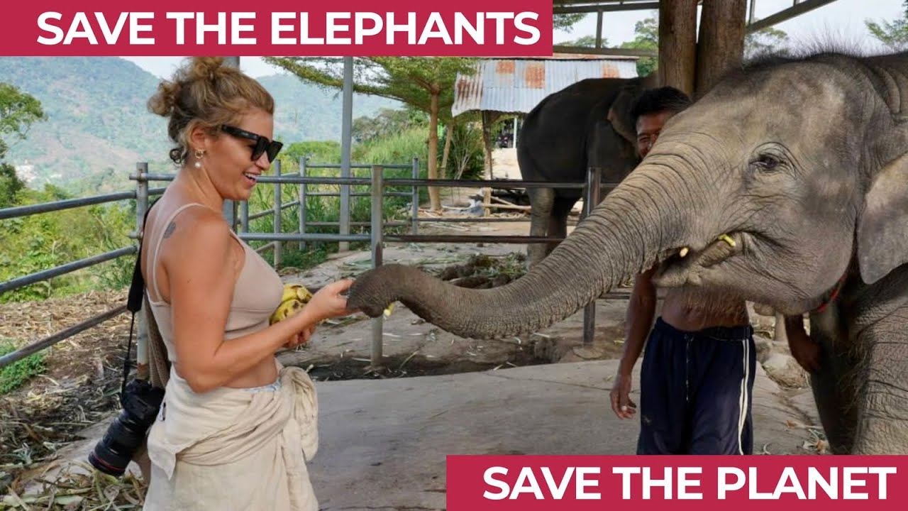 SAVE THE ELEPHANTS SAVE THE PLANET - YouTube
