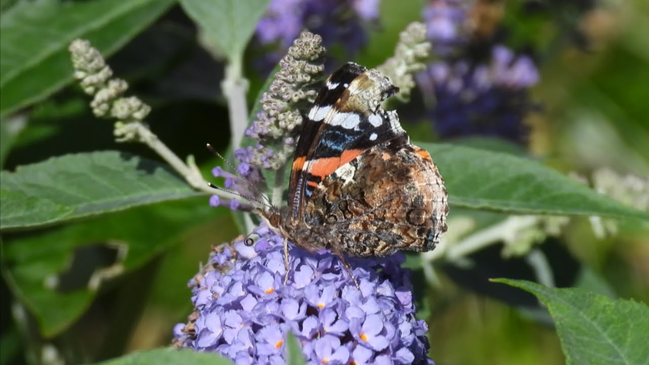 Roltong vlinder in slow motion - YouTube