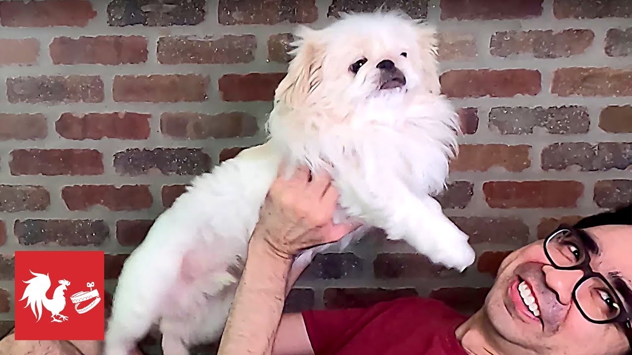 What Happened To Gus The Dog