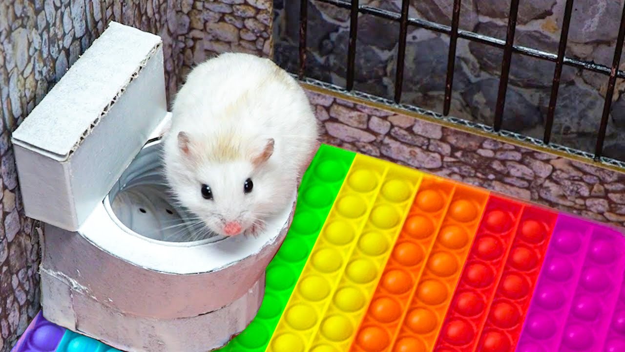 Hamster Pop It Maze - Escape In Real Life - YouTube
