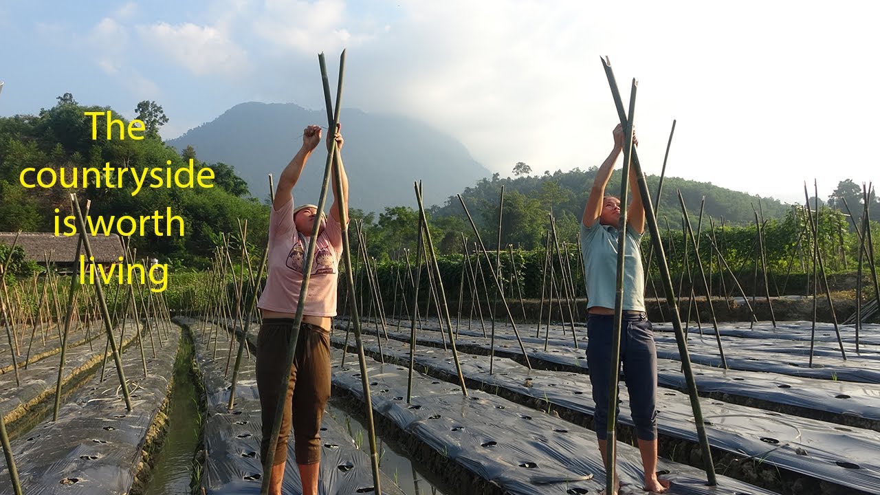 Top Videos Of Farm Life, Rural Agricultural Production - YouTube