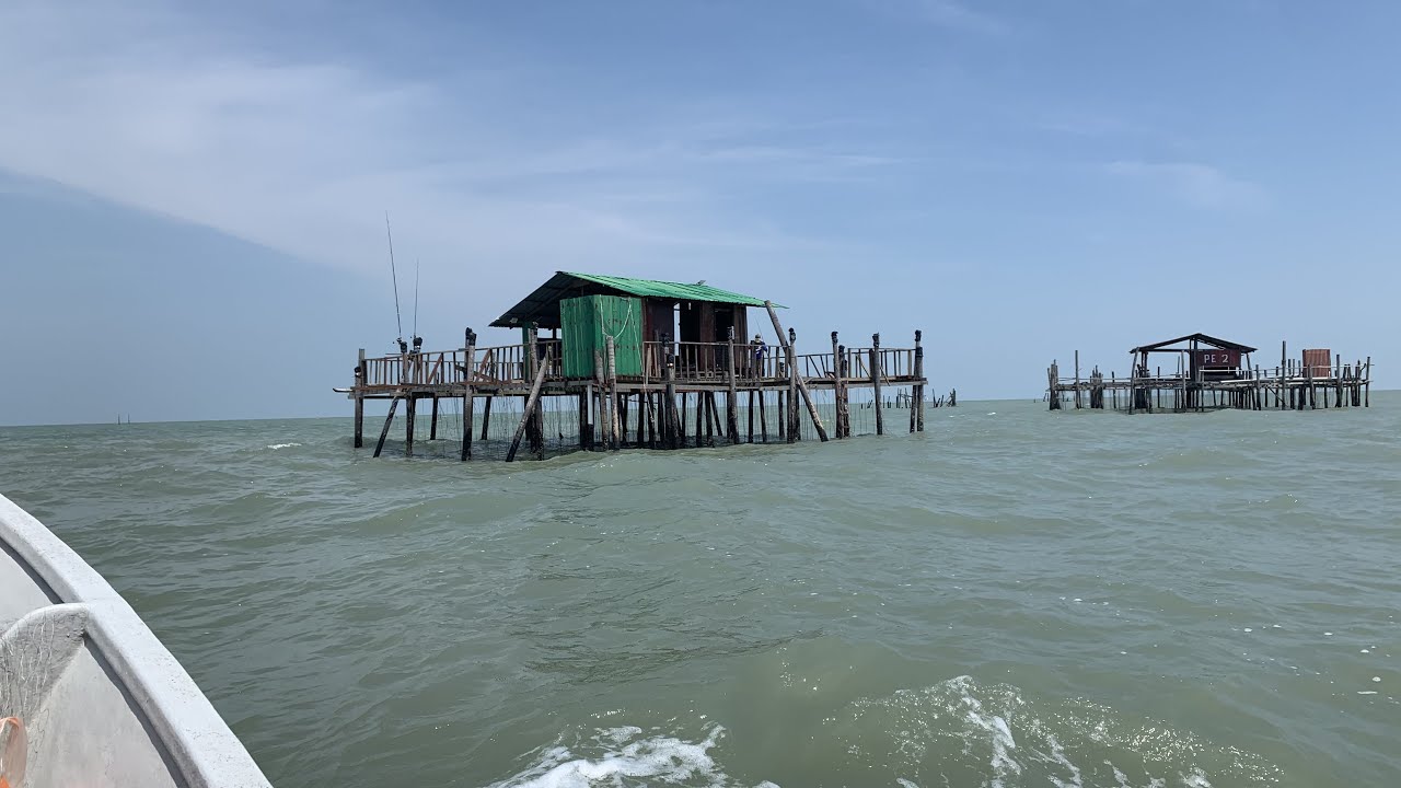 Live memancing di Kelong Sebatu | Kelong Bumbung Hijau - YouTube