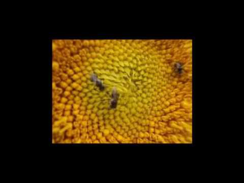 Crop Pollination by Honey bees - YouTube