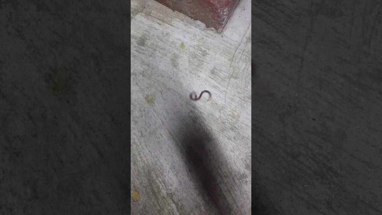 Putting a salt on a worm - YouTube