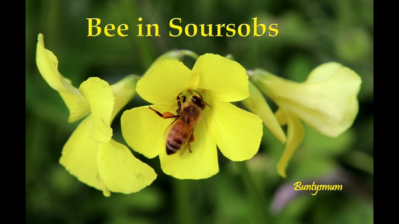 Busy Bees at Work - YouTube