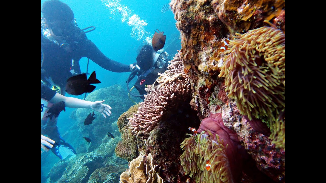 Redang Scuba Diving - YouTube