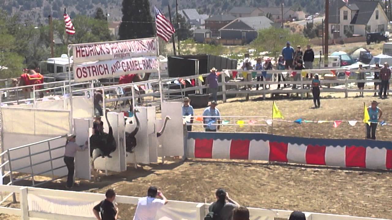 International Camel and Ostrich Races Sept 7th 2013, Virginia City, NV ...