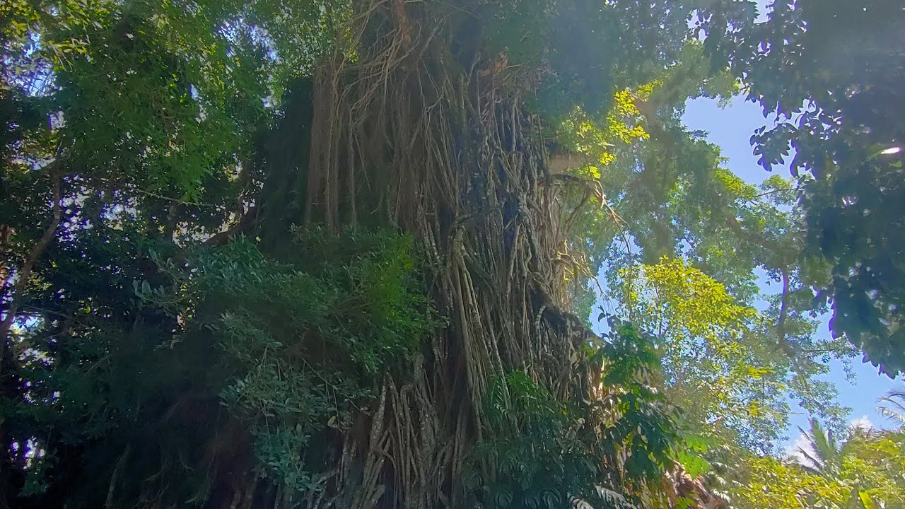 Puno ng Pinakamalaking Balete sa Pilipinas ganito pala sa gitna🌳🌳🌳 ...