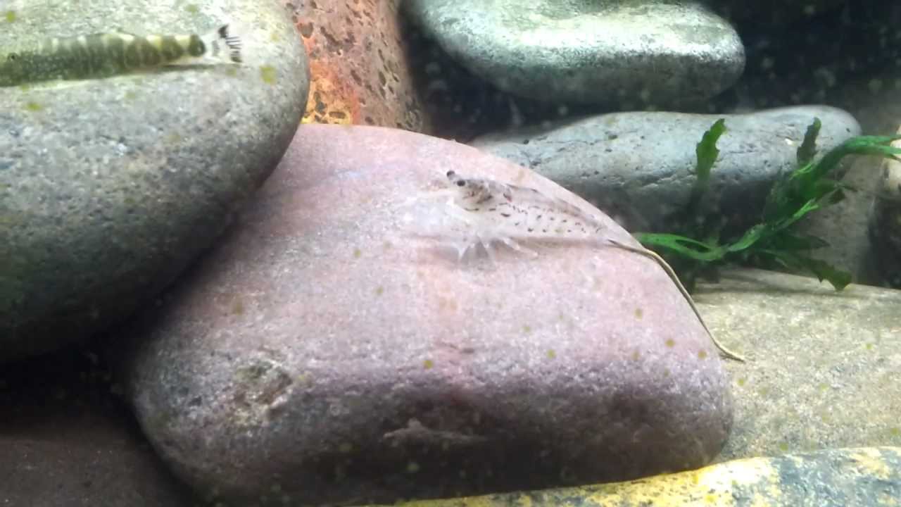 Green Lace Shrimp - YouTube