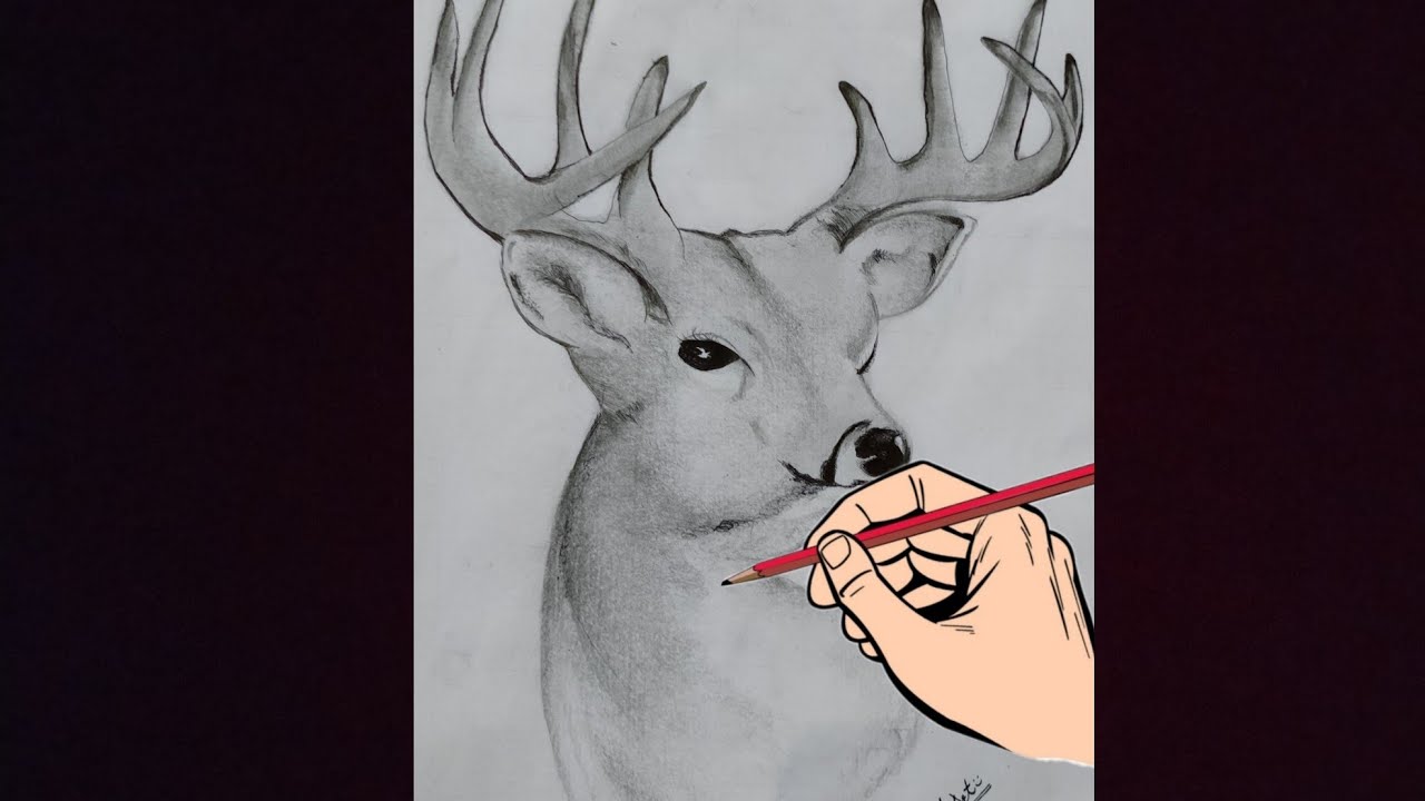 How to draw deer sketch easy way to draw deer sketch Drawing Hunt - YouTube