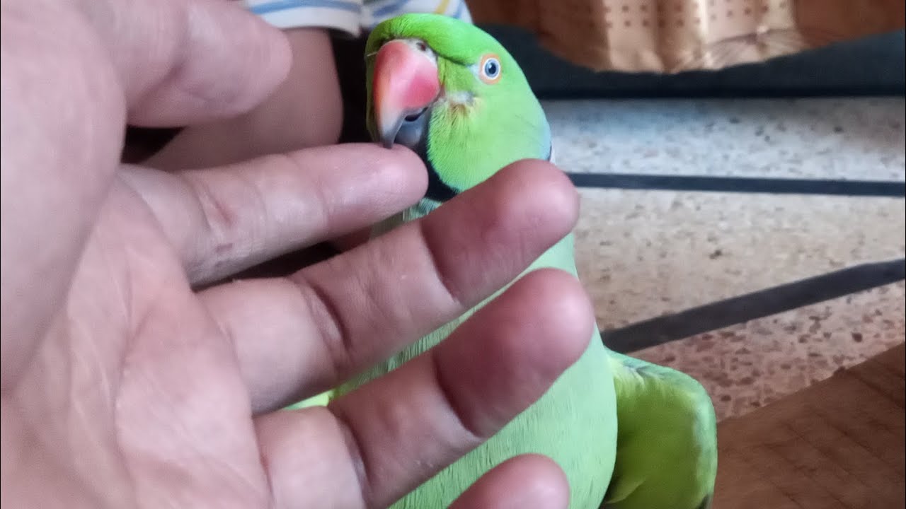 Indian parrot 🦜 So Cute Parrot Talking Bird Amazing Talking Mithu ...