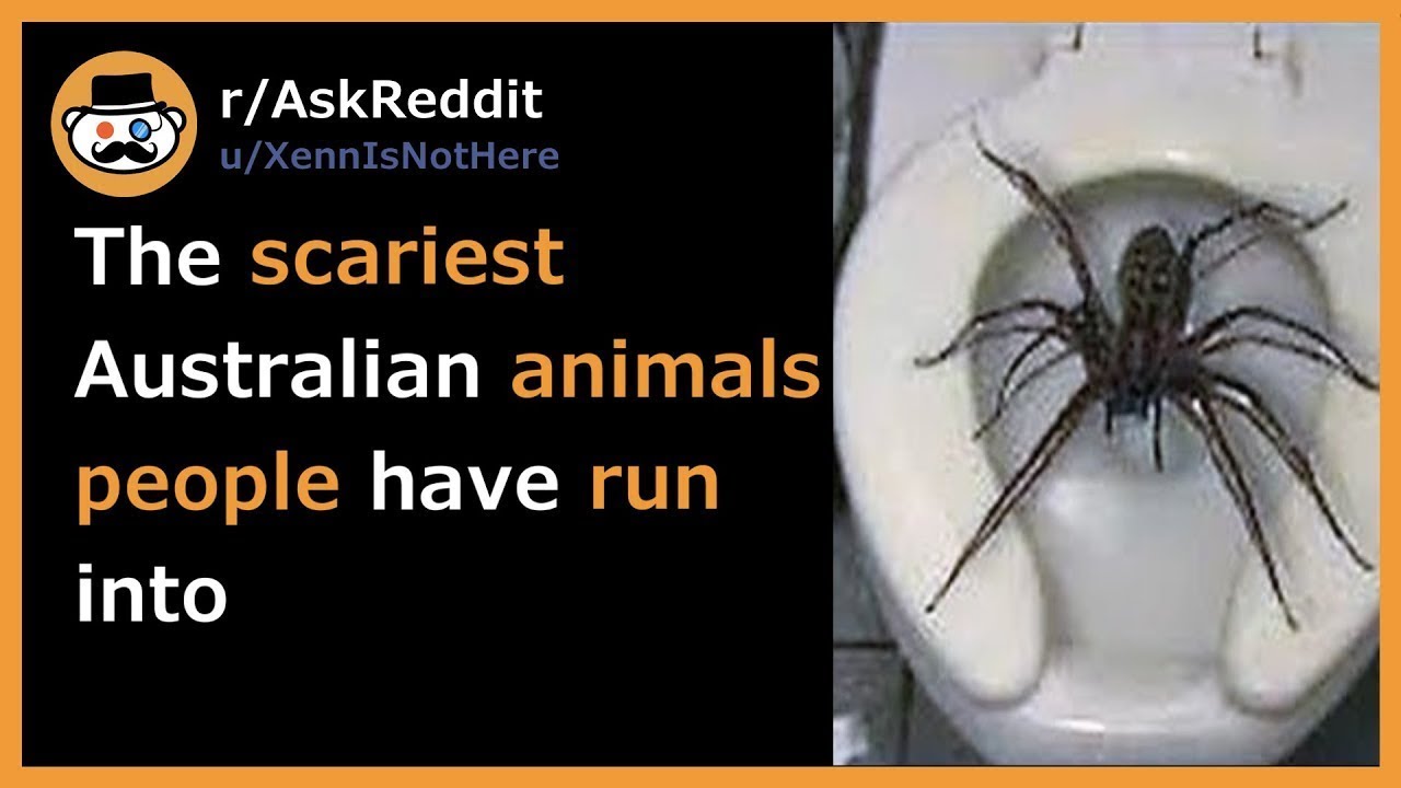 The SCARIEST Australian Animal Encounters (r/AskReddit) - YouTube