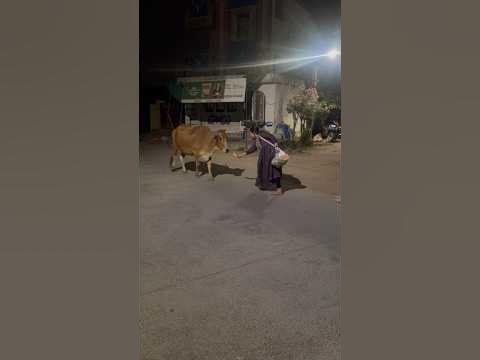 #Udderly in love with cows😍 - YouTube