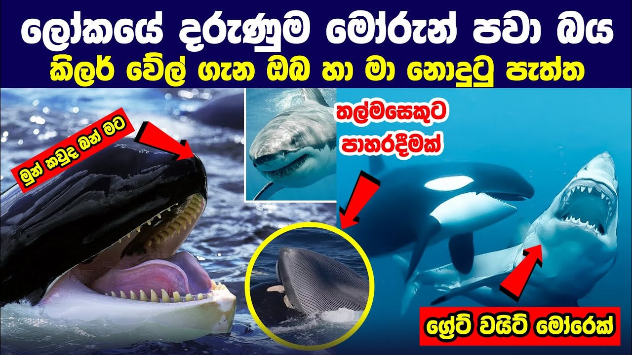 සාගරයේ ආරක්ෂකයා Killer Whale | All interesting facts about killer whale ...