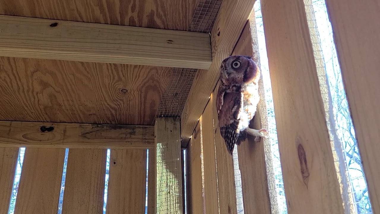 screech 2 vocalizes 1 29 21 - YouTube