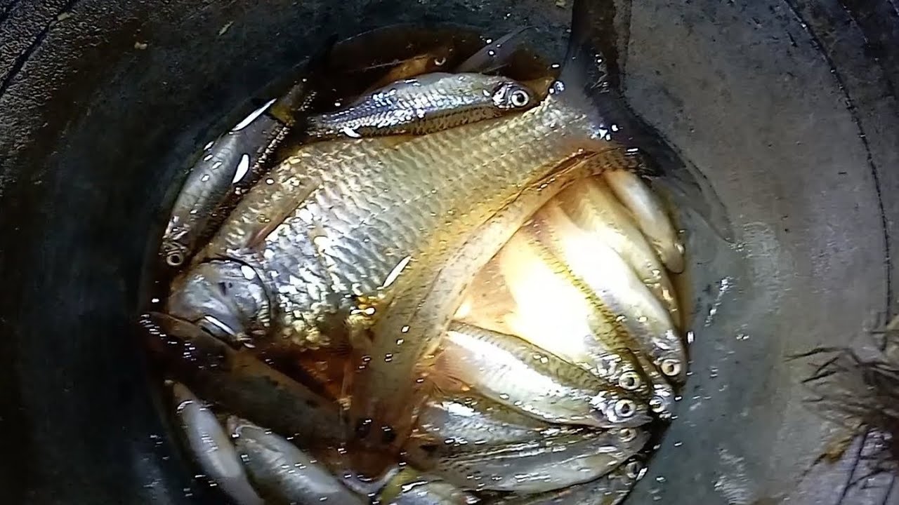 Hasil jaring lengkong(melengkung) #ikan #ikantawes #ikansungai # ...