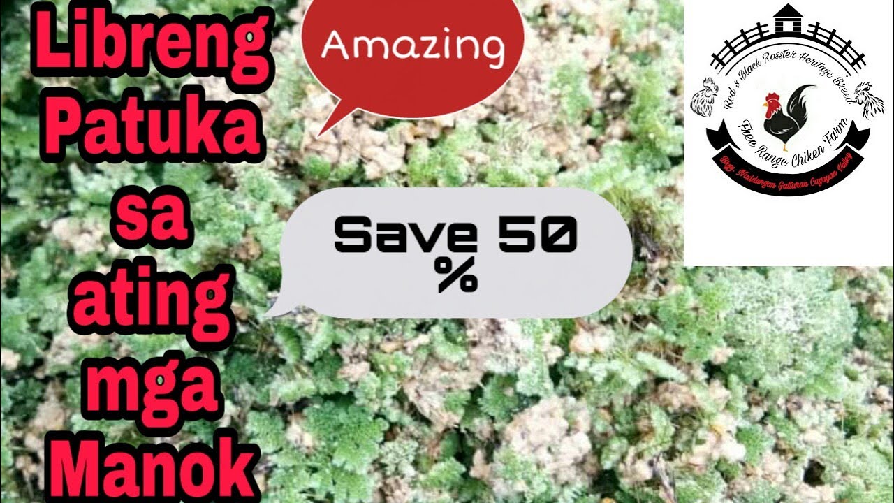 Libreng Patuka sa ating mga | Free Range Chiken | Organic Feeds - YouTube