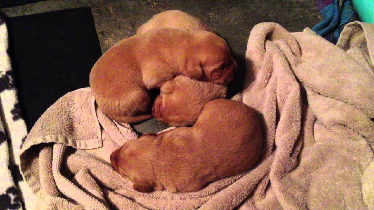 Fat Puppies Are Two Weeks Old - YouTube