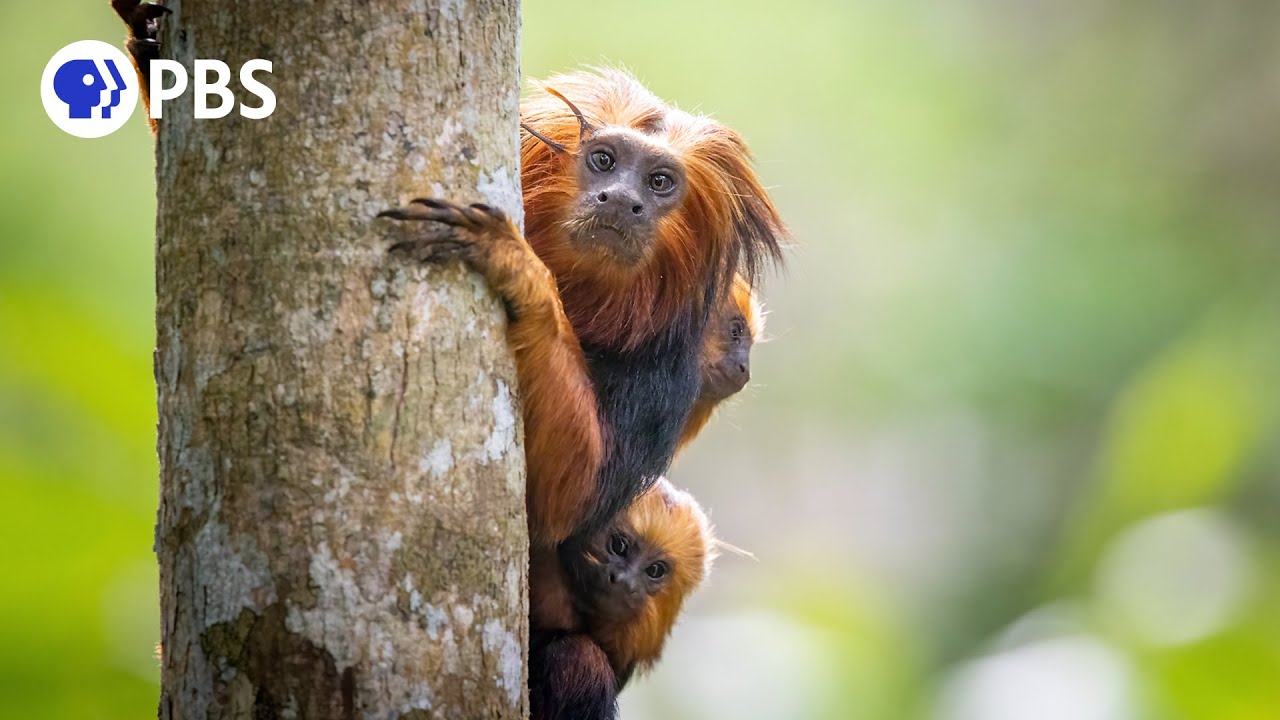 Lion Tamarin Family Takes on Harpy Eagle - YouTube
