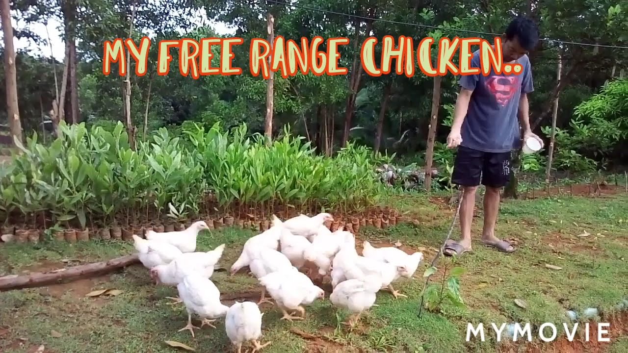 Free Range 45 Days Chicken #freerangechicken #45days #buhayprobinsya ...