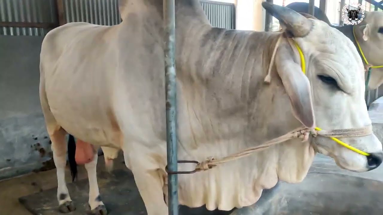 BIGGEST BRAHMAN & INDIAN SIBBI BULL 2024 Lineup Collection Part 2 ...