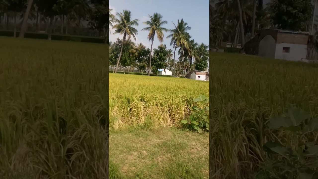 Green agriculture in CHENGAM TIRUVANNAMALAI district - YouTube