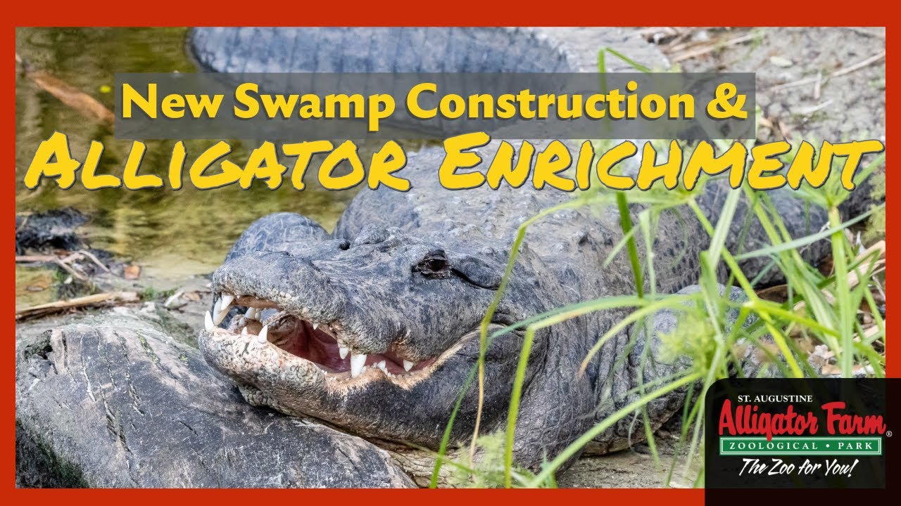 How to do Construction with 100s of Alligators - YouTube