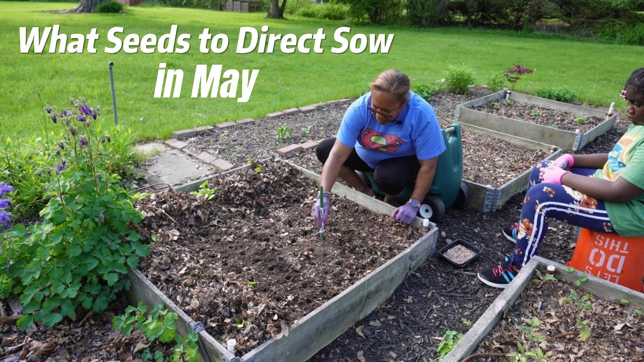 What seeds to Direct Sow in May - YouTube