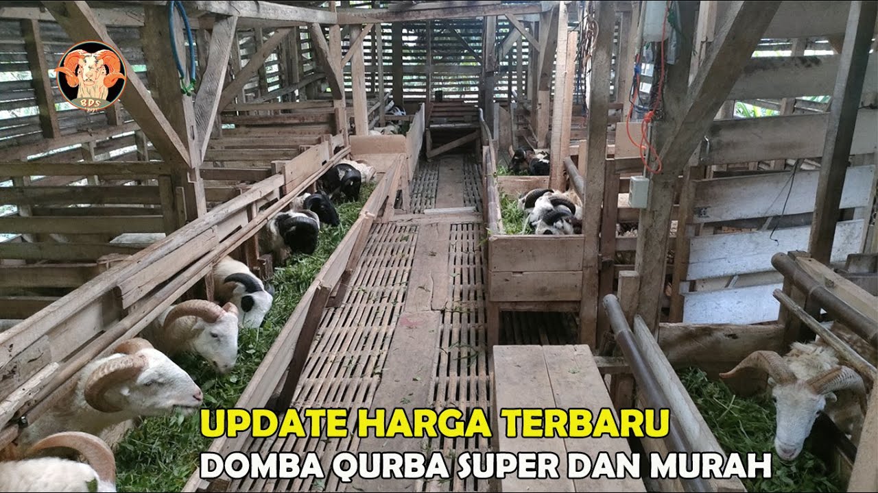 Update Harga Domba Qurban, Jual Domba, Grosir Domba Murah, Domba Garut ...