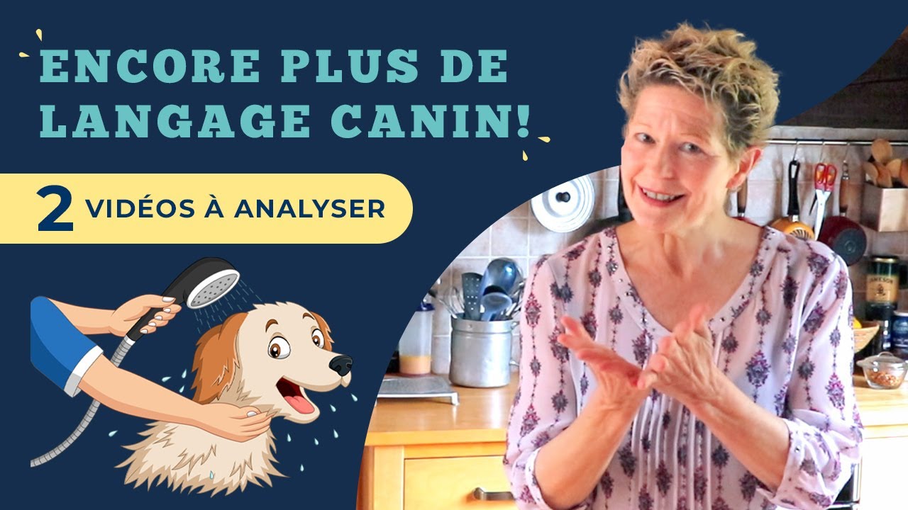 Comment comprendre le langage de ton chien en 2 vidéos - YouTube