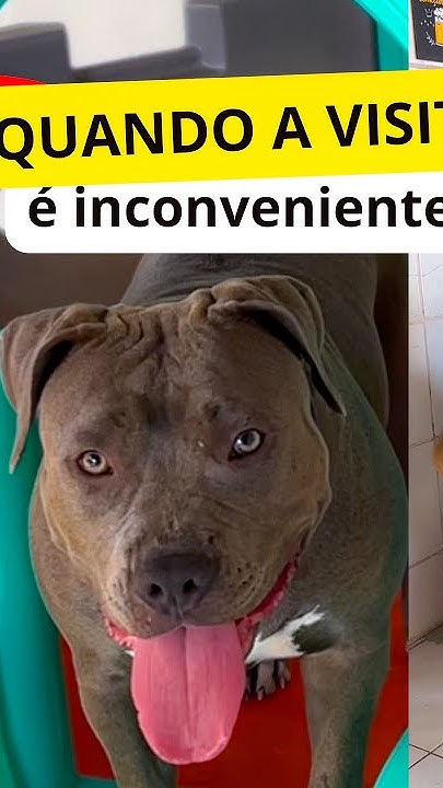 Quando A Visita É Inconveniente Com Meus Cachorros 😡 Youtube