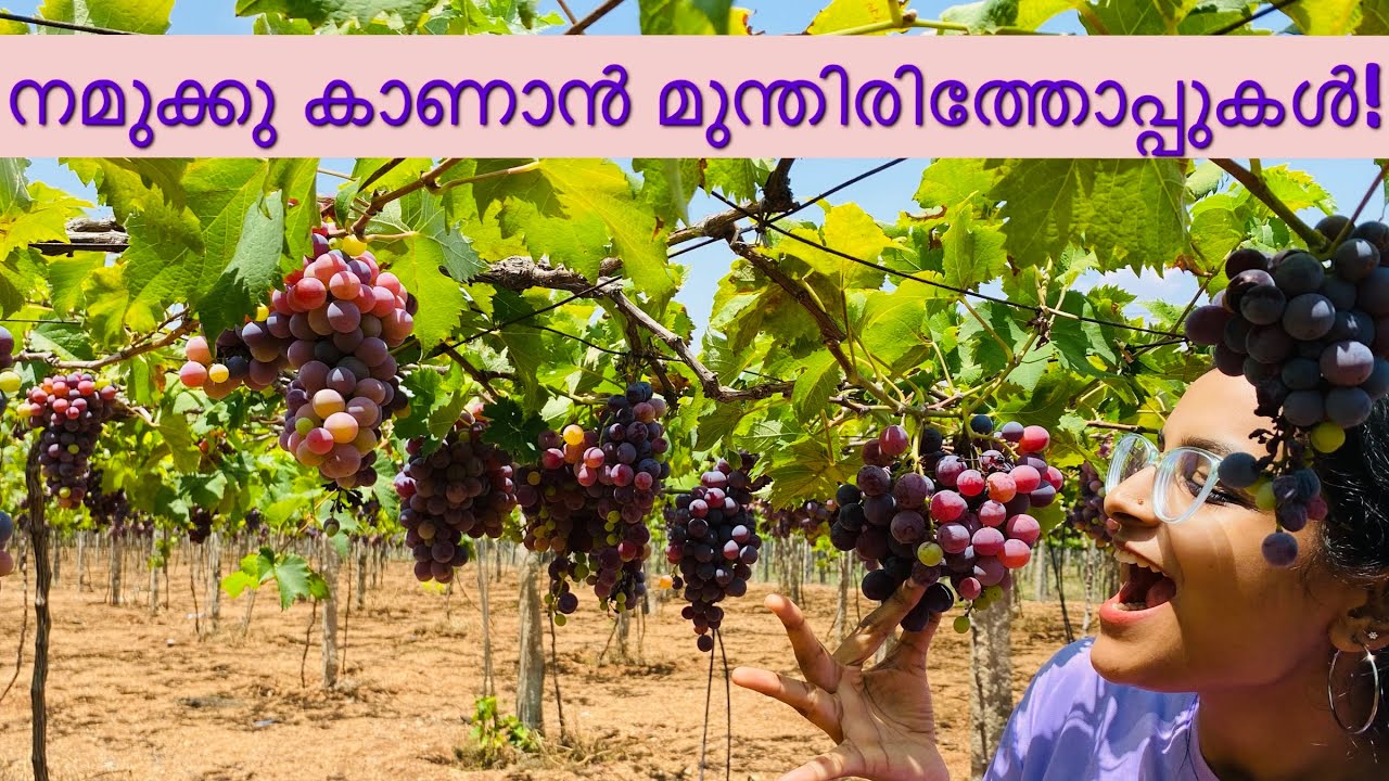 Kambam Vineyard | Short trip from Thekkady | Indulekha Warrier | Cumbum ...