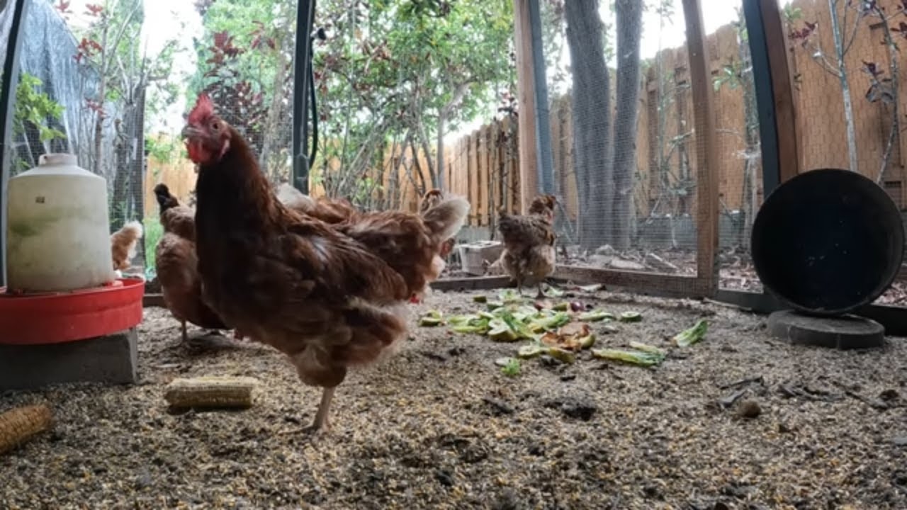 Backyard Chickens Continuous 2 Hour Video Sounds Noises Hens Clucking ...