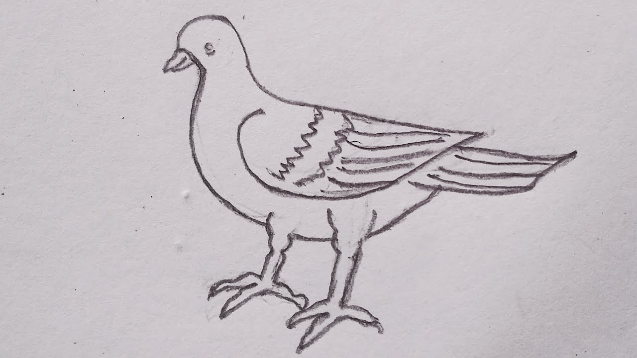 how to draw pigeon | easy pigeon drawing | pigeon drawing - YouTube