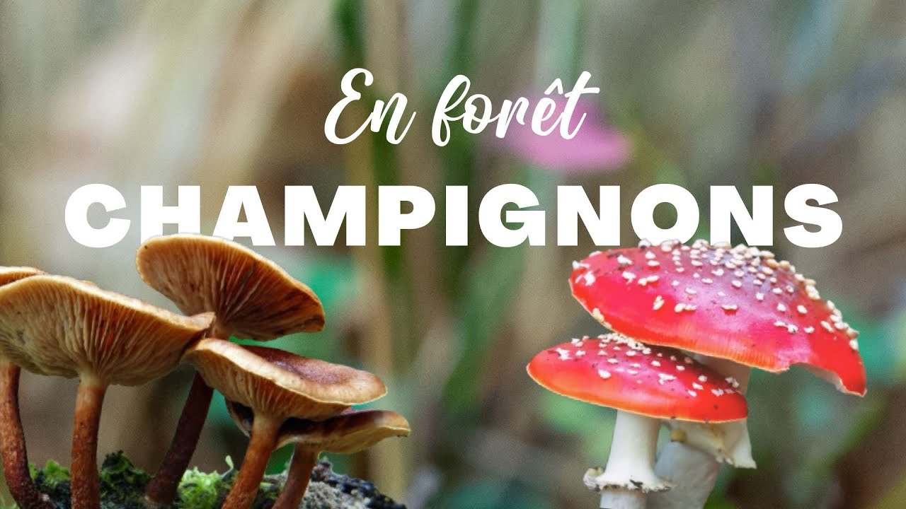 Champignons - Forêt de Champenoux - Découvrez les différentes variétés ...
