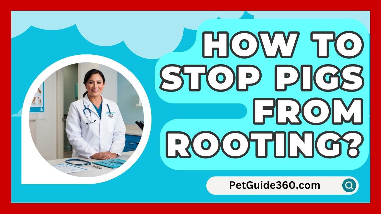 How To Stop Pigs From Rooting? - PetGuide360.com - YouTube