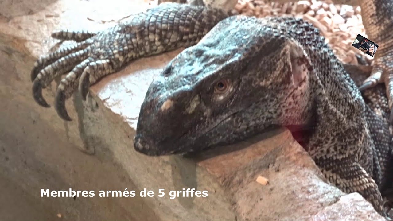 Le Varan à Gorge noire - Zoo de St Martin la Plaine (Loire) France ...