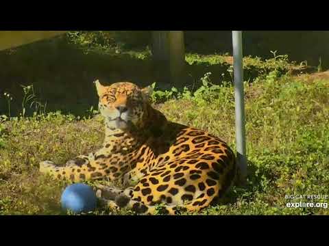 Handsomeness! Manny jaguar at Big Cat Rescue.