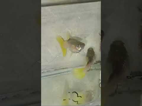 indukan guppy | guppy yellow pingu #ikanhias #ikanguppy #yellow - YouTube