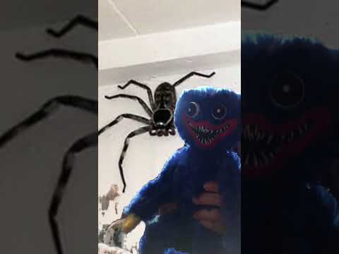 Spider Dave - YouTube
