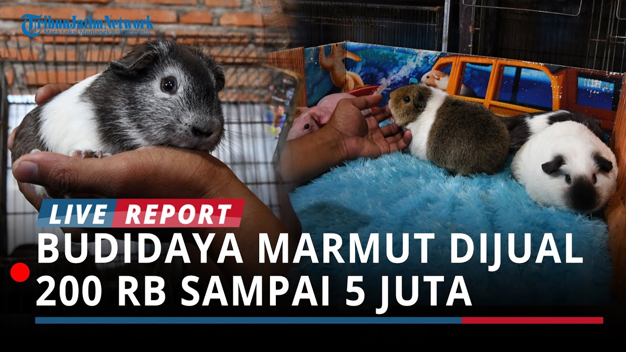 Budidaya Marmut Hias Di Malang, Dijual Mulai 200 Ribu Hingga 5 Juta ...